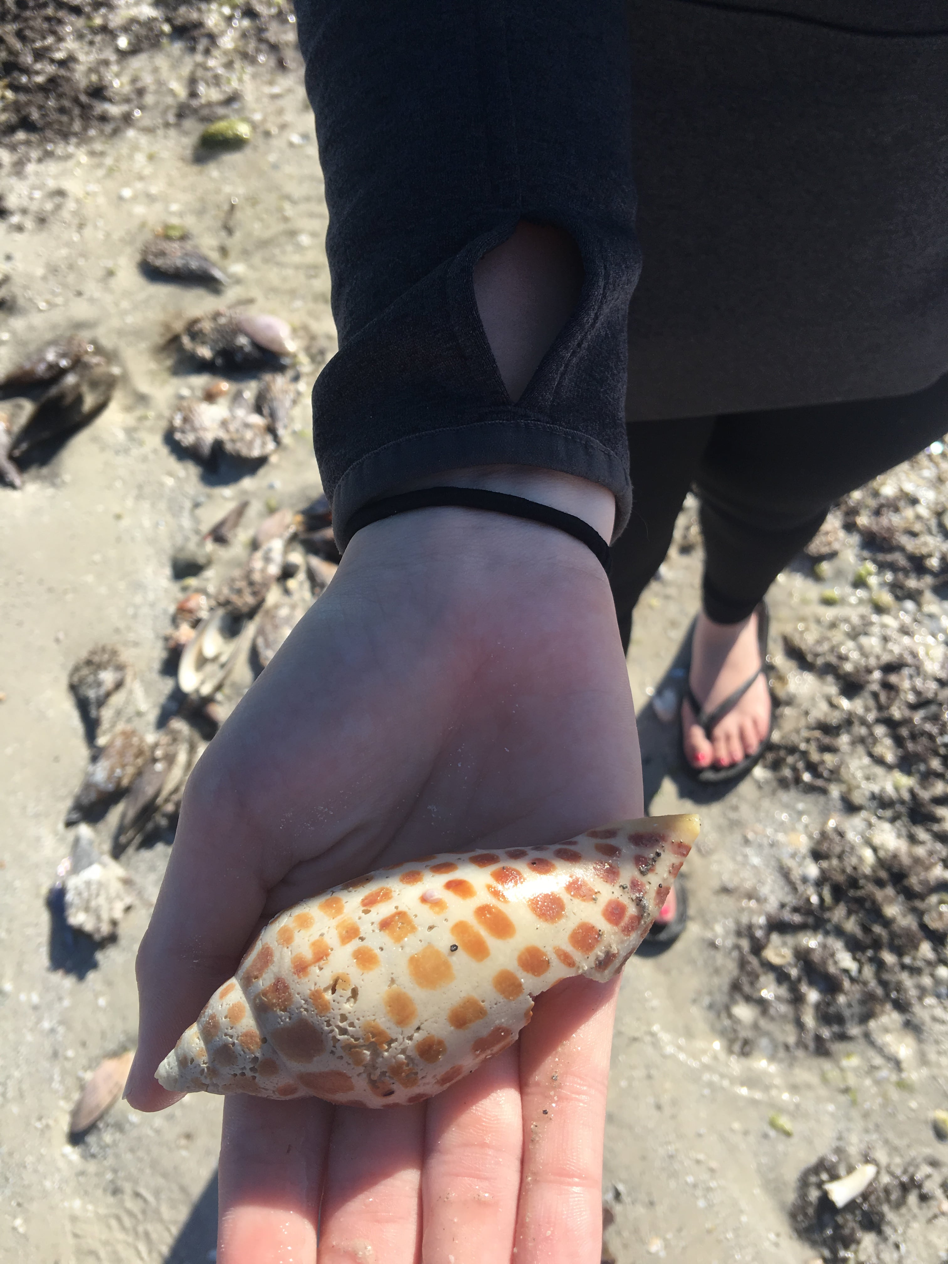 Boat Tours in Marco, Dolphins and Shelling » Sand Dollar Shelling