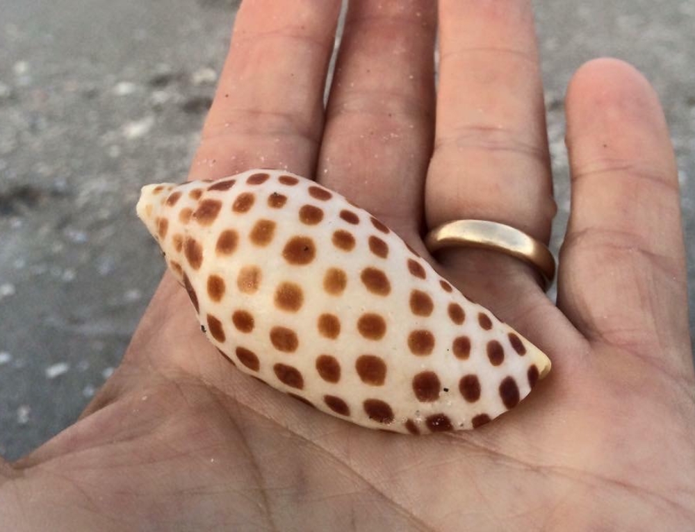 15 Amazing Seashell Facts Everyone Should Know » Sand Dollar Shelling ...