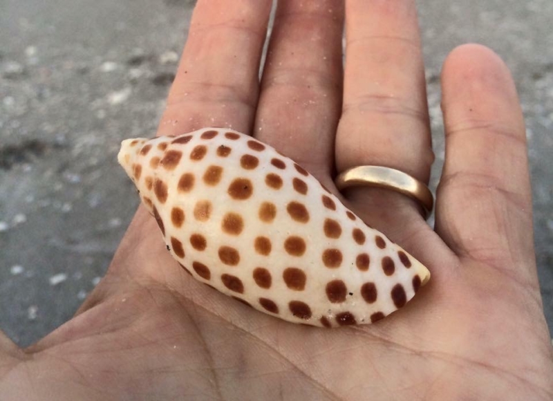 Everything to Know About the Junonia Shell » Sand Dollar Shelling