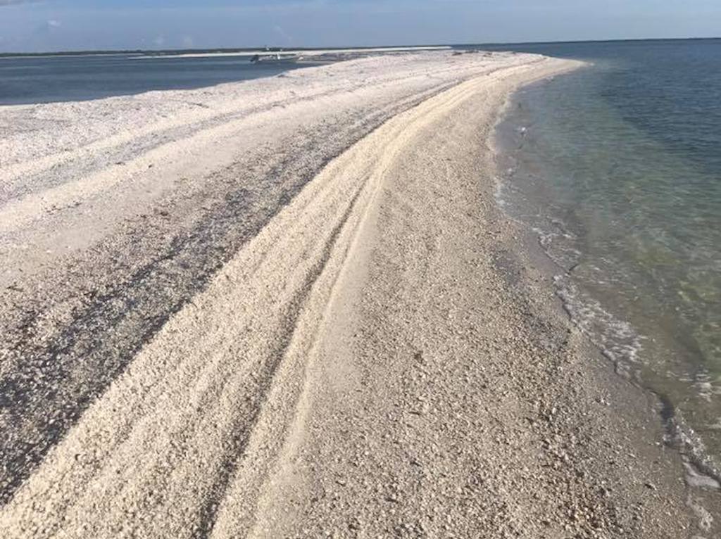 Professionally Guided Southwest Florida Shelling Tours » Find Rare Shells