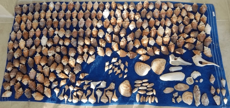 Marco Island Shelling, Dolphin, and Fishing Tours » (239) 301-8913