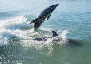 Florida Shelling Tours - Guided Shell Tour Company » Find Rare Shells